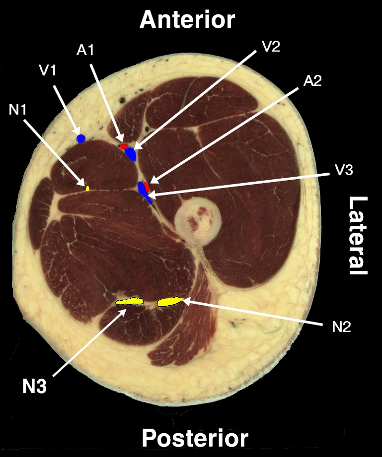 Thigh Cross Section